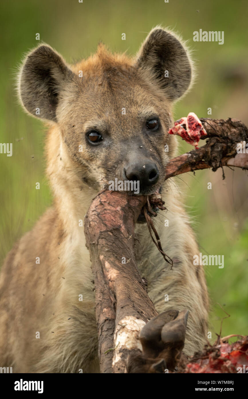 Close-up of spotted hyena gnawing wildebeest leg Stock Photo - Alamy