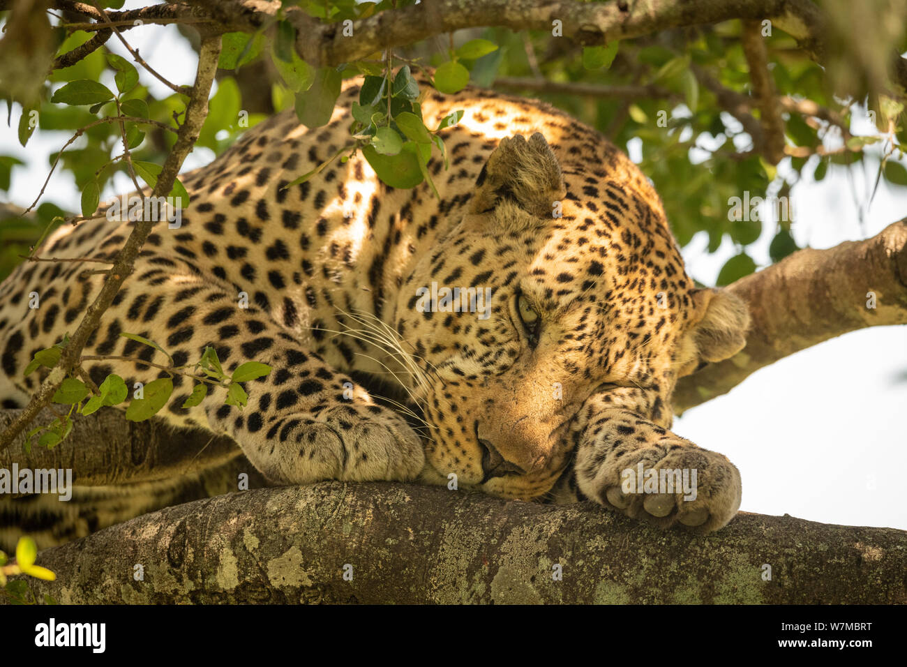 Sleepy leopard hi-res stock photography and images - Alamy