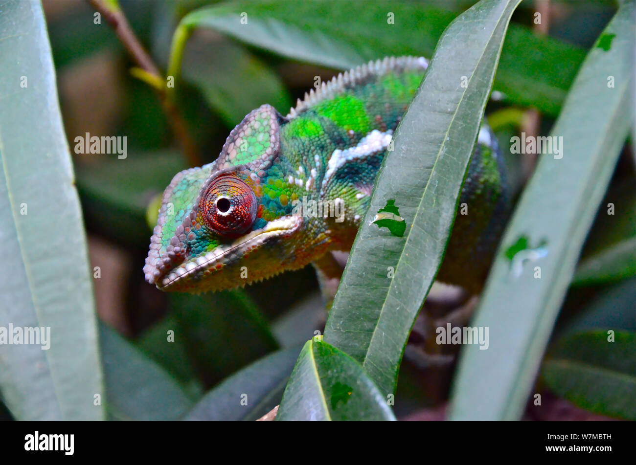 Dwarf chameleons hi-res stock photography and images - Alamy
