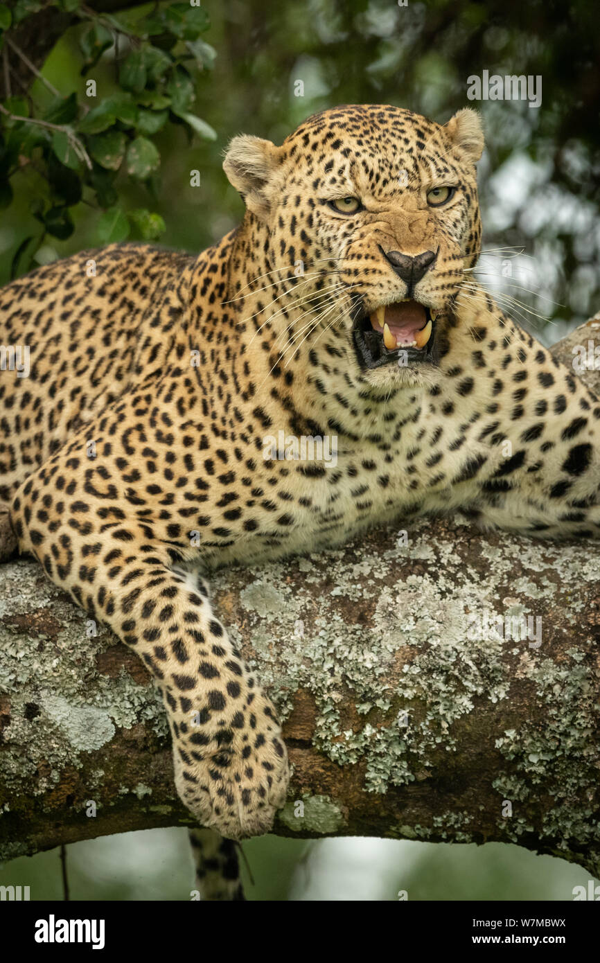 Animal snarling tree hi-res stock photography and images - Alamy
