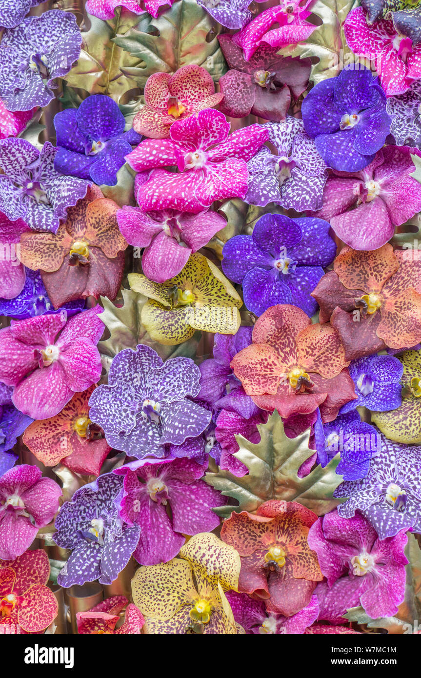 Multi-colored orchid flowers as a natural background Stock Photo - Alamy