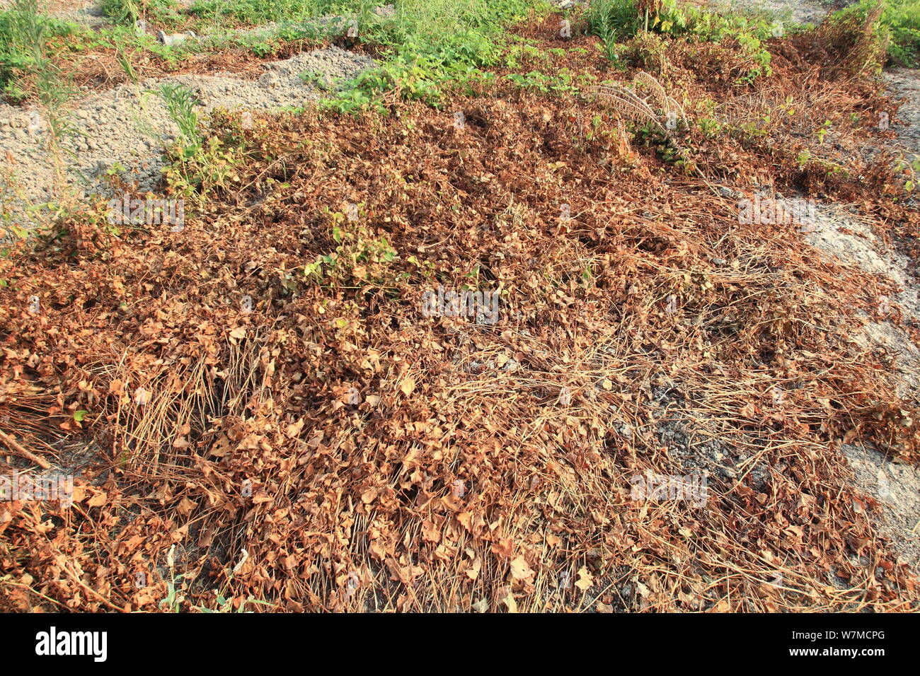 Scorched crops hi-res stock photography and images - Alamy