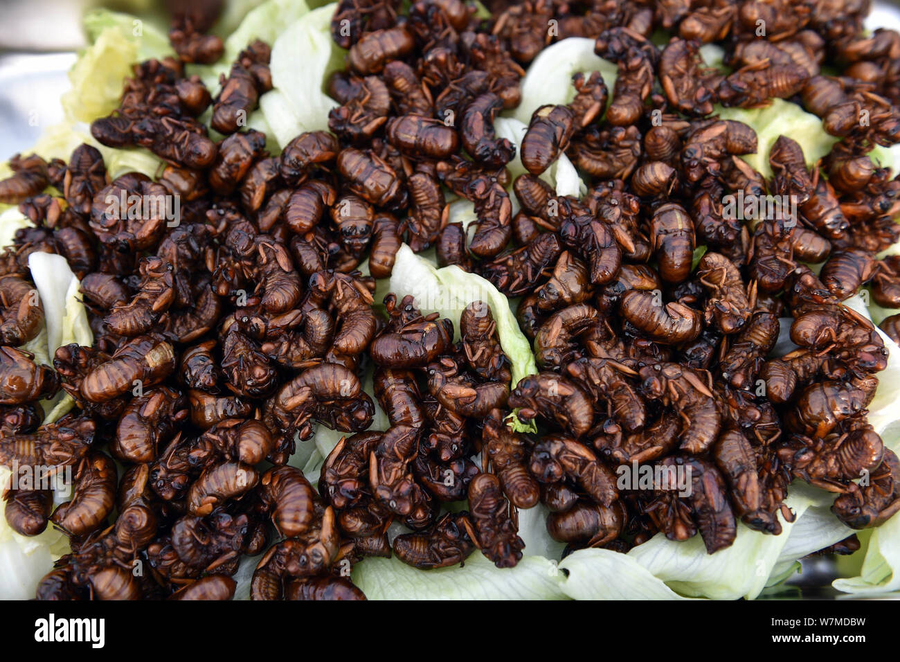 View of fried cicadas during a challenge to eat weird Chinese cuisines ...