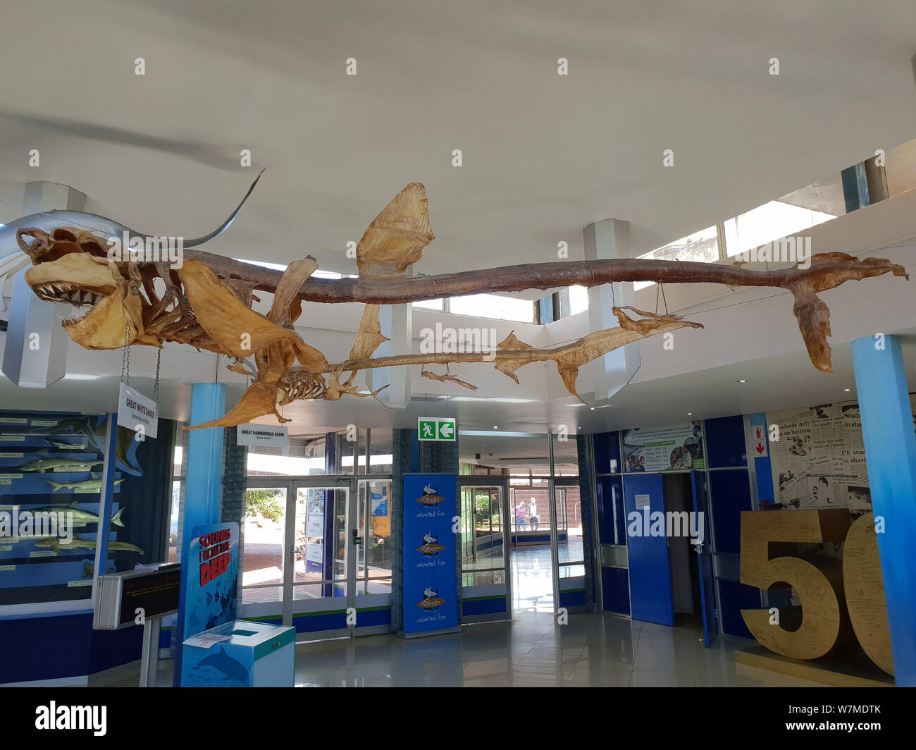 Great White Shark Skeleton