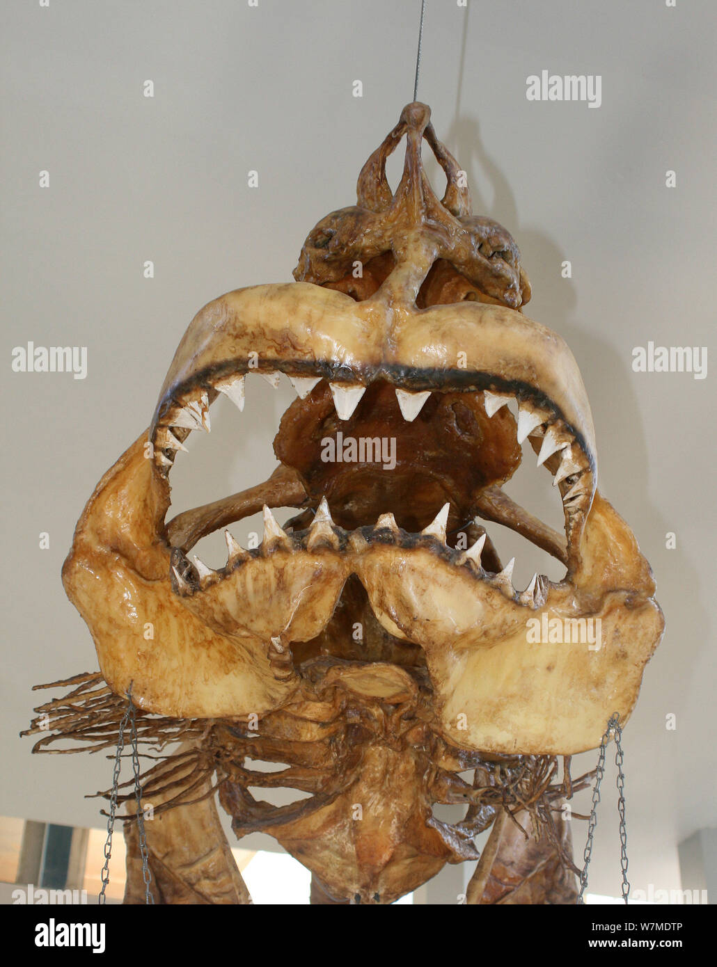 Shark skeleton hi-res stock photography and images - Alamy