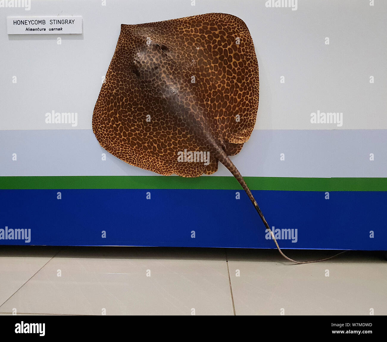 Educational display of a Honeycomb Stingray at KwaZulu Natal Sharks ...