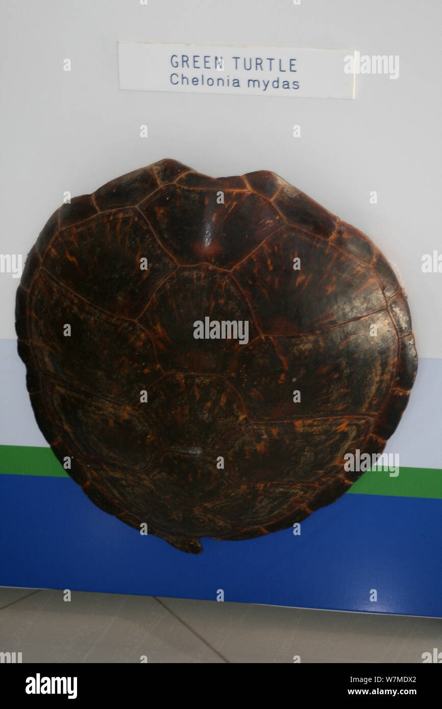 Educational display of a Green Sea Turtle at KwaZulu Natal Sharks Board ...