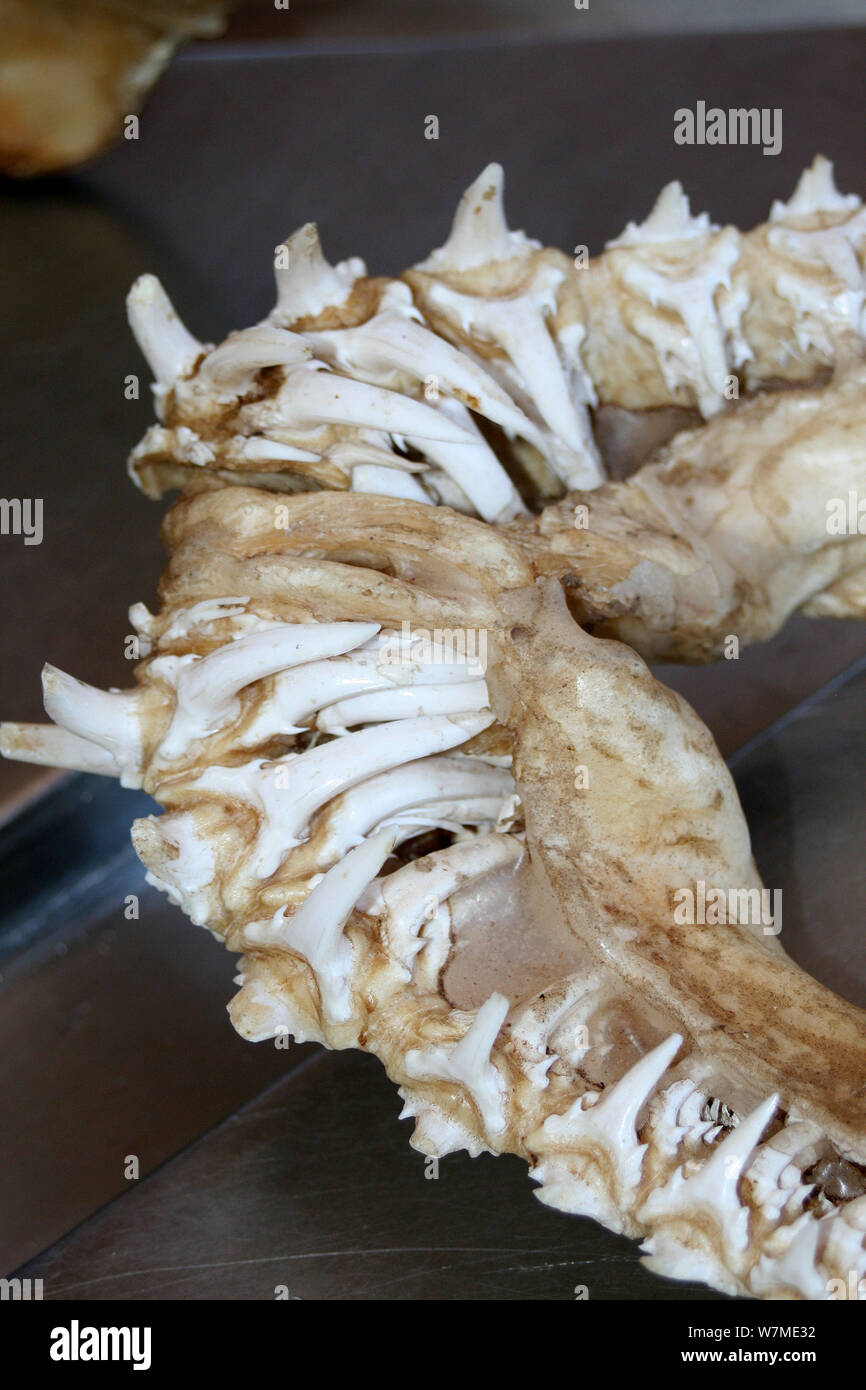 Teeth of a ragged tooth shark hi-res stock photography and images - Alamy