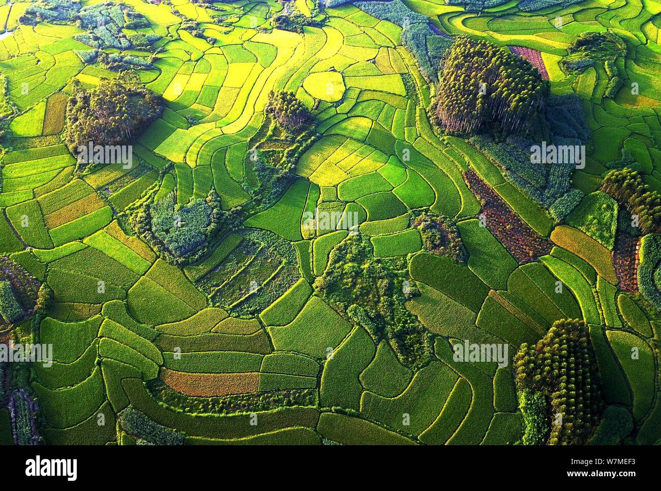 Aerial view of more than 83 square kilometers of terraced rice fields ...