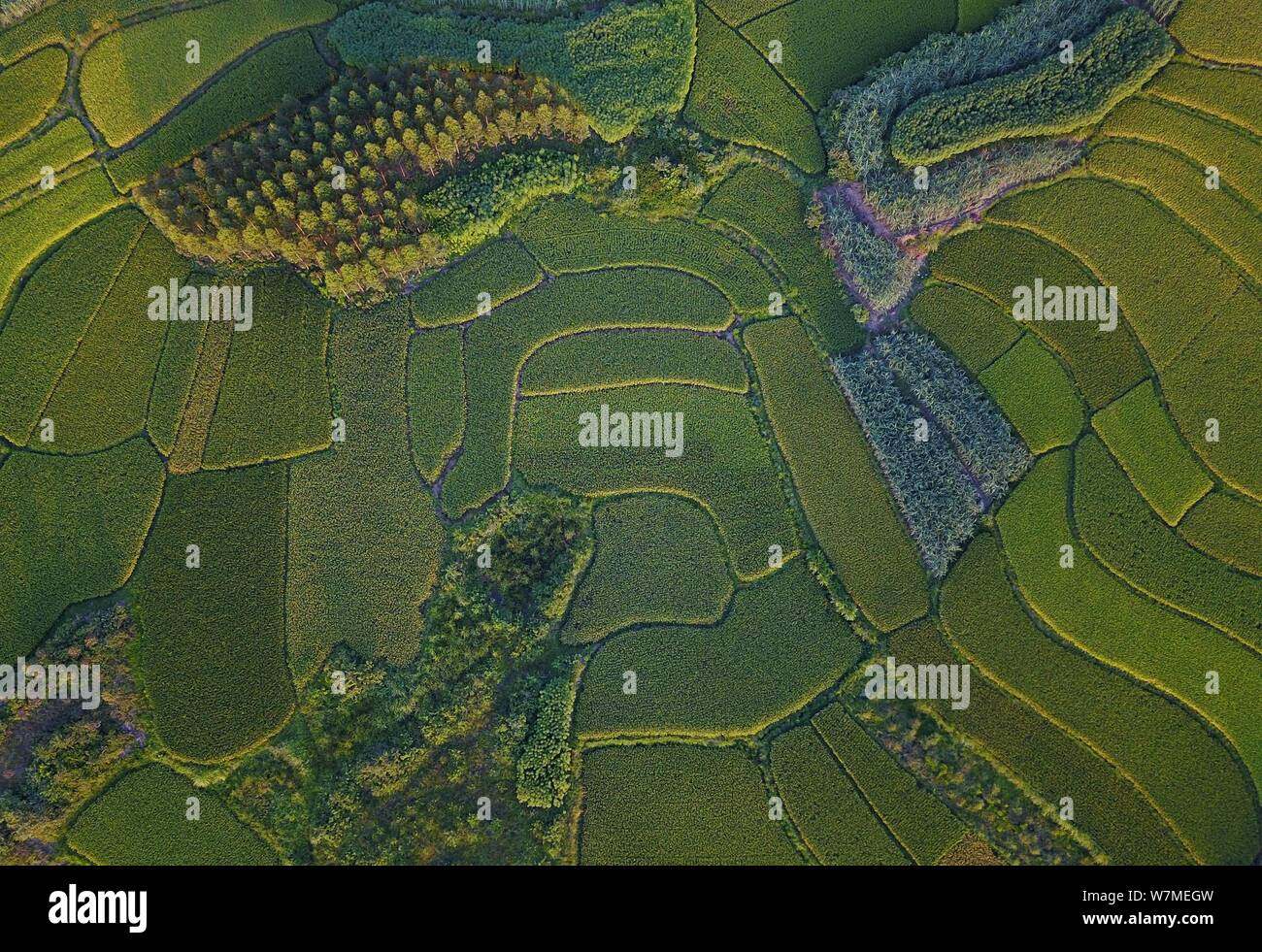 Aerial view of more than 83 square kilometers of terraced rice fields ...