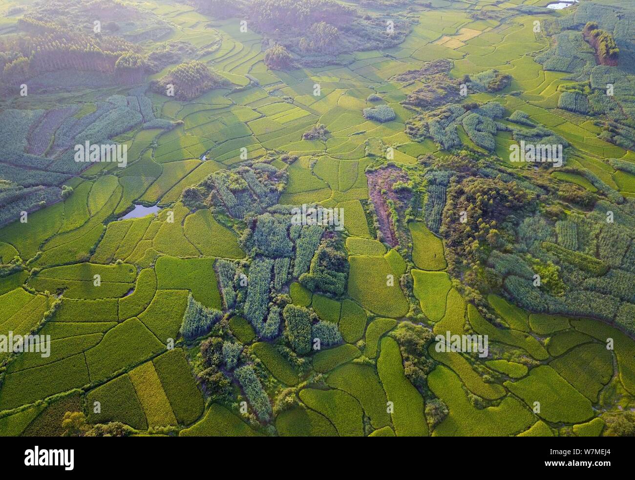 Aerial view of more than 83 square kilometers of terraced rice fields ...