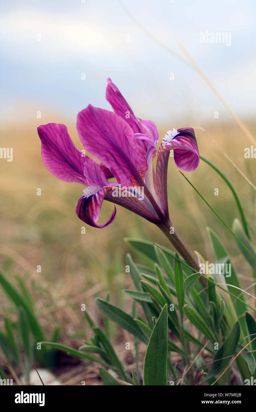Iris (Iris humilis) in flower Orenburg steppe Orenburgsky State Nature ...