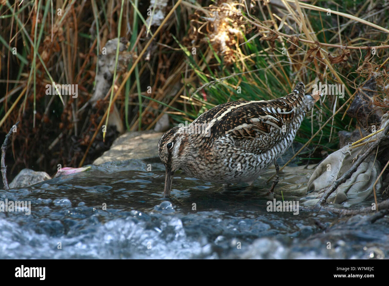 Spring drinking water himalayas hi-res stock photography and images - Alamy
