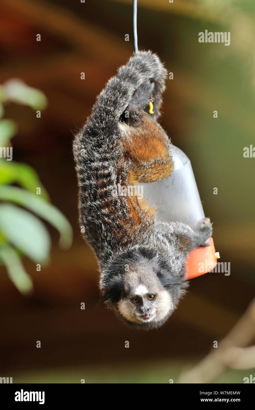 Wieds marmoset hi-res stock photography and images - Alamy