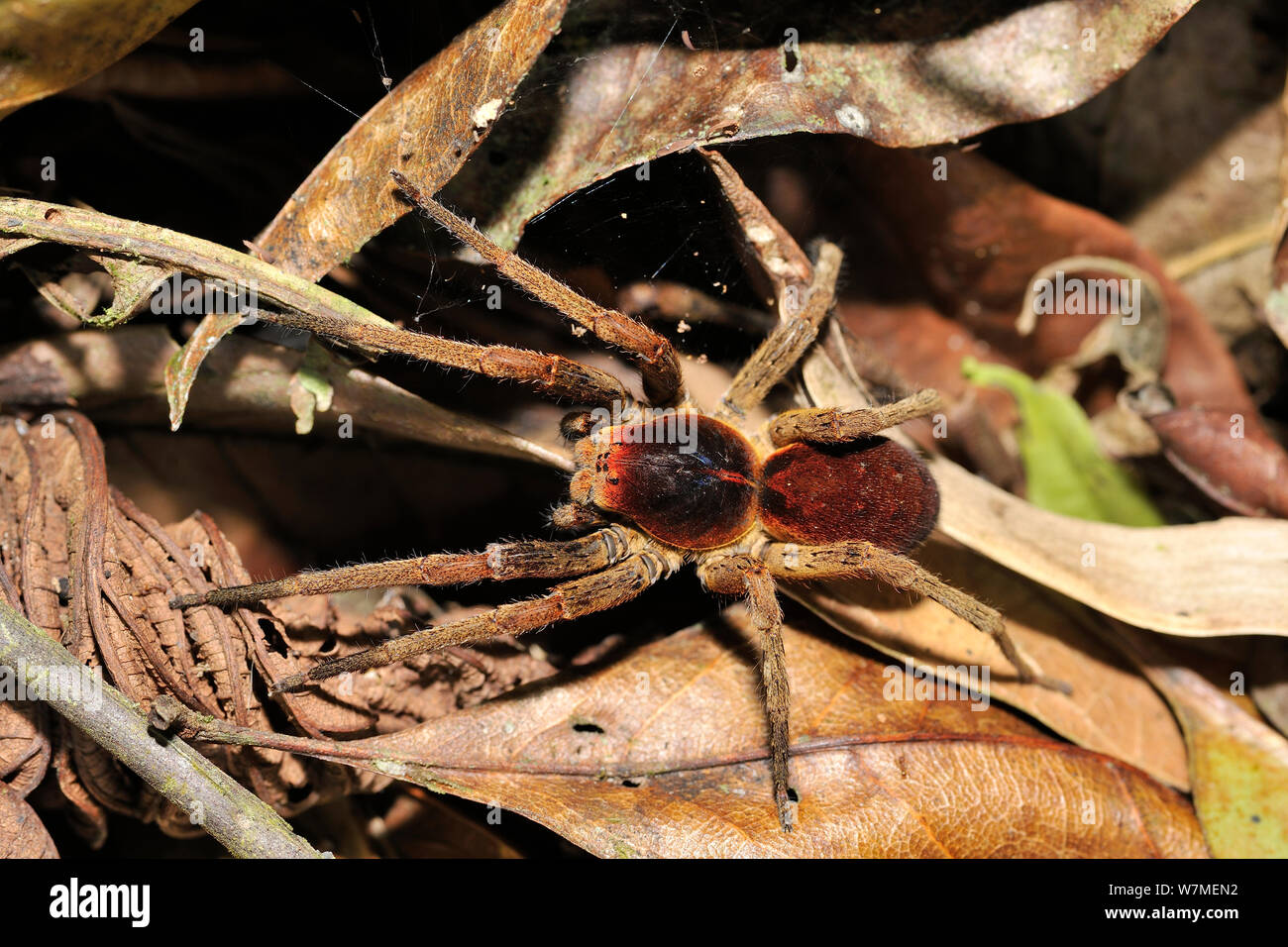 Rainforest spiders hi-res stock photography and images - Alamy