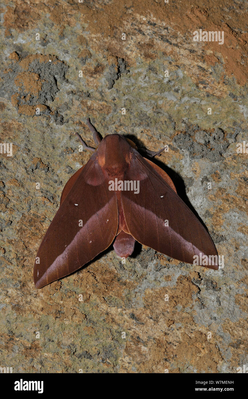 Brazil moths hi-res stock photography and images - Alamy