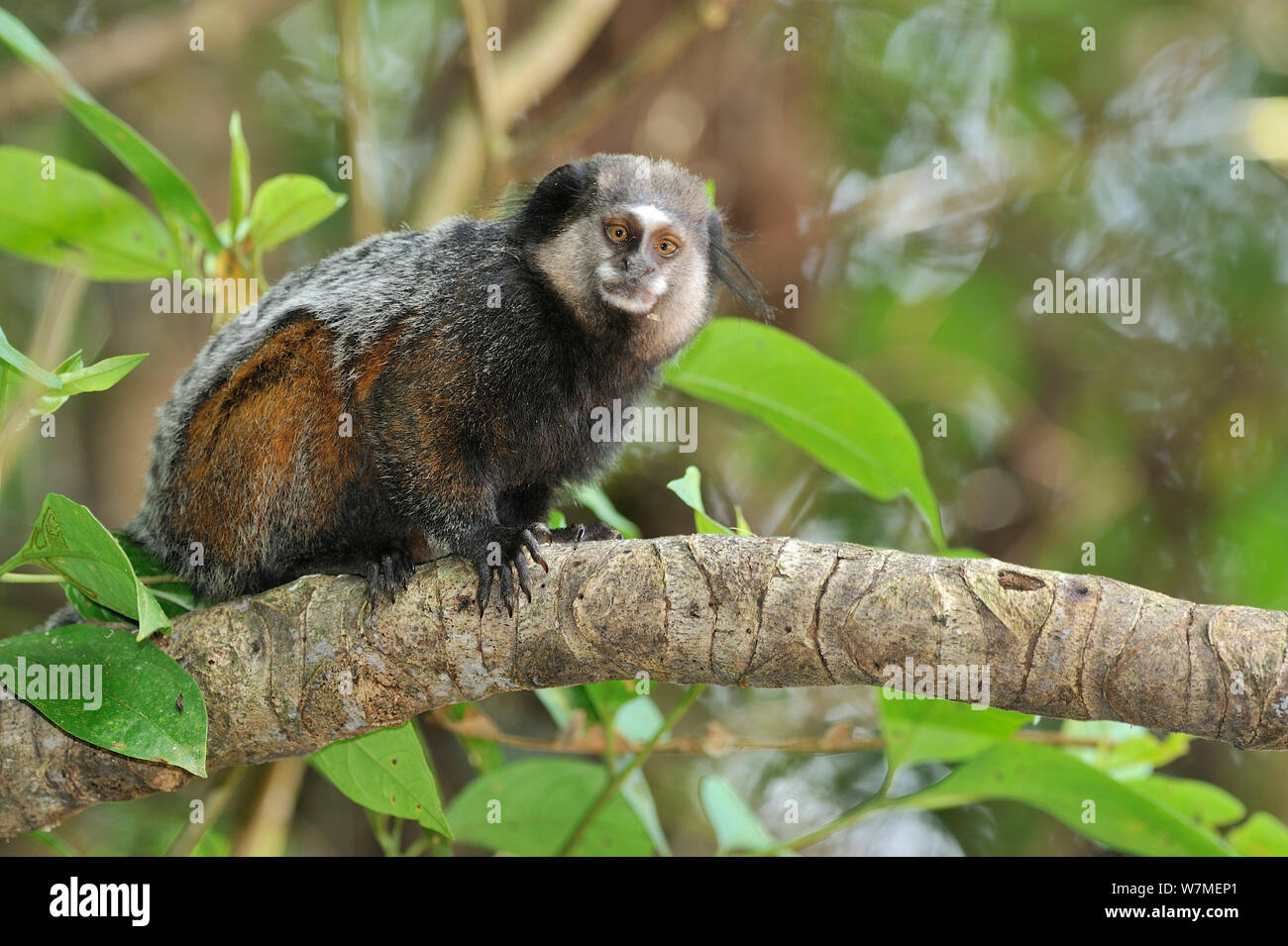 Wieds marmoset hi-res stock photography and images - Alamy