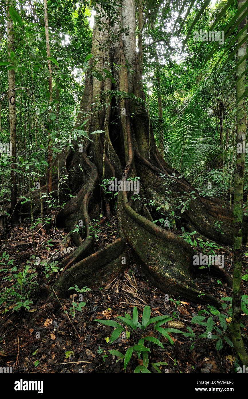 Molemb-de-barbela ficus tree (Ficus cyclophylla) Tableland Atlantic ...