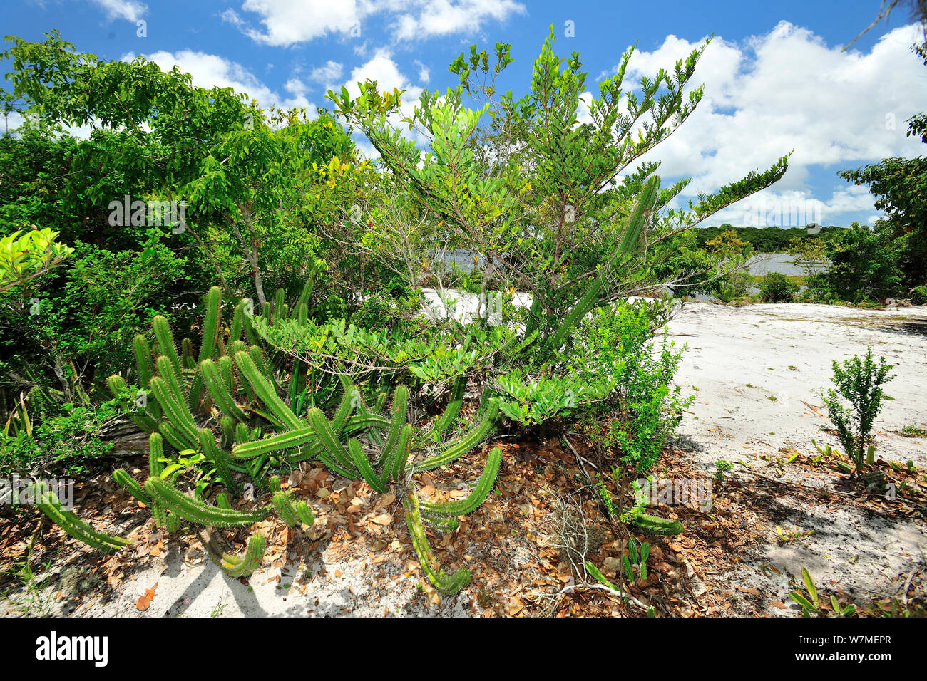 Ecosystem of Campo Nativo (Native Field) on the margins of Barra Seca ...