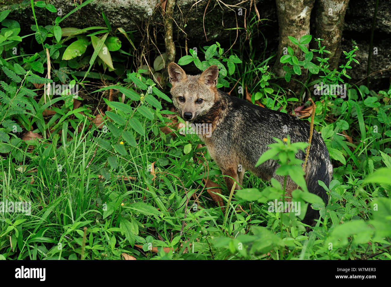 Crab-eating fox (Cerdocyon thous) standing in forest undergrowth in ...
