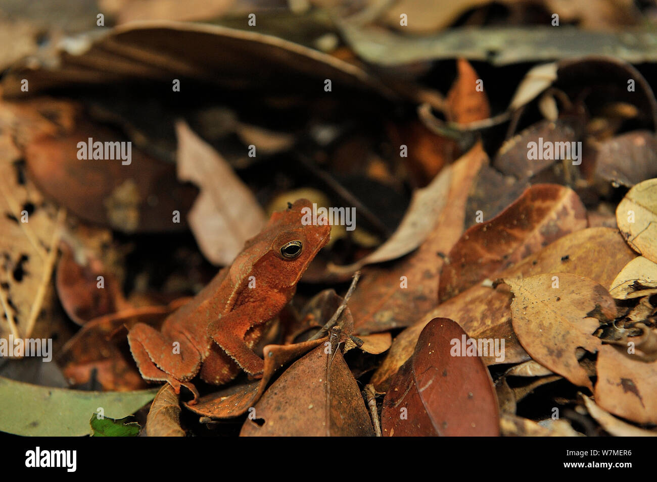 Beaked toads hi-res stock photography and images - Alamy
