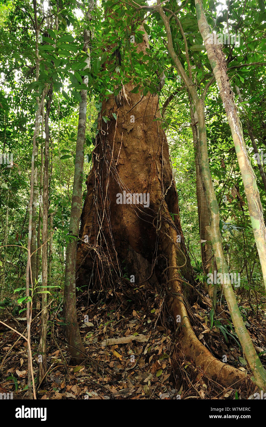 Parkia pendula hi-res stock photography and images - Alamy