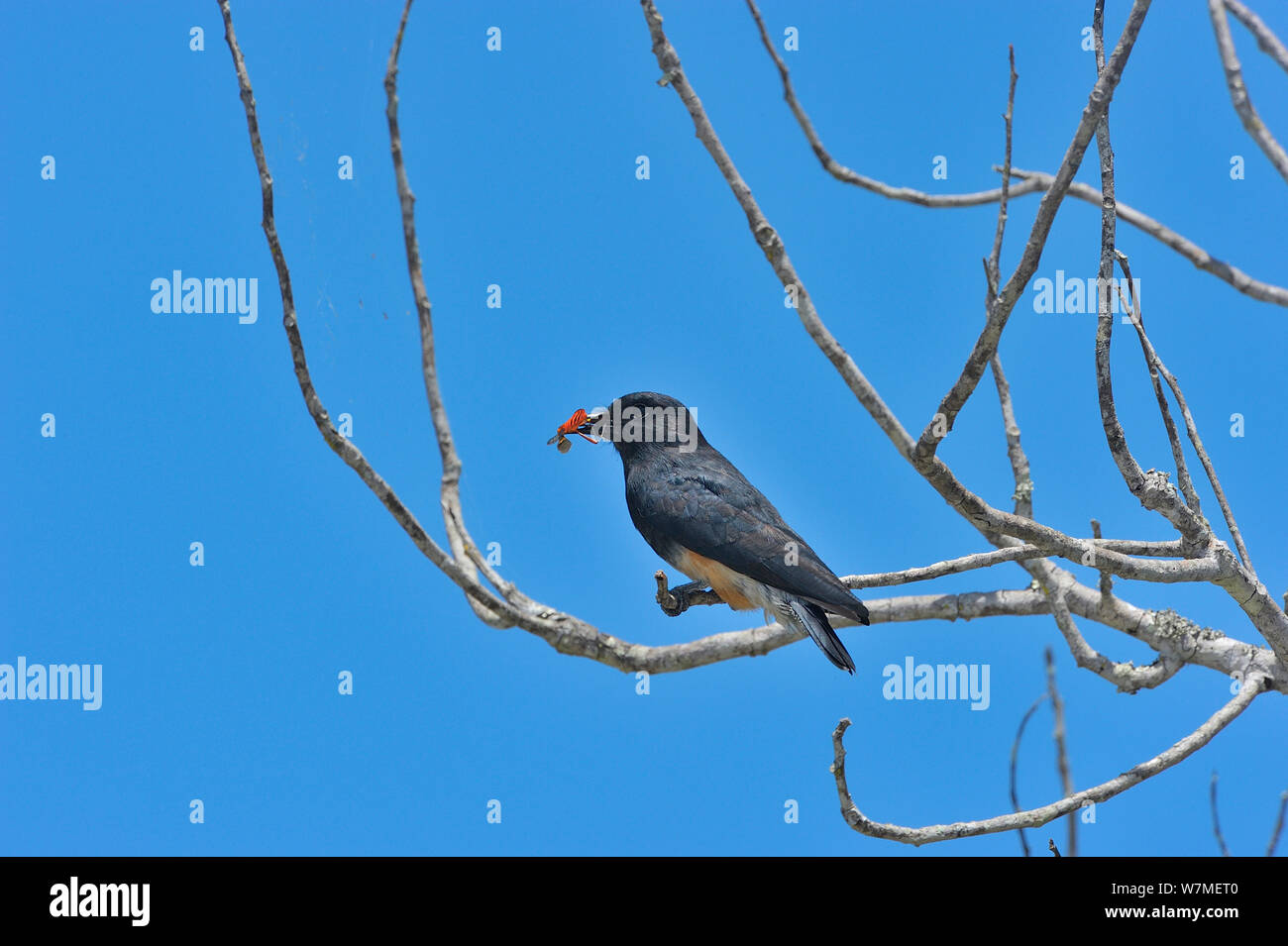 Swallow wing(Chelidoptera tenebrosa) with insect in the beak, Campo ...