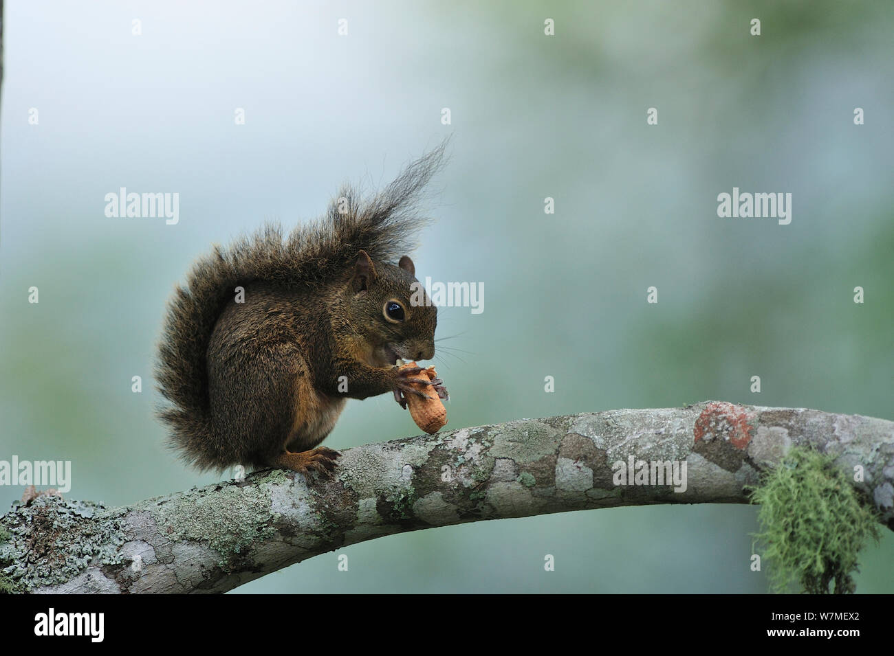 Guianan squirrel (Sciurus aestuans ingrami) on branch eating nut ...