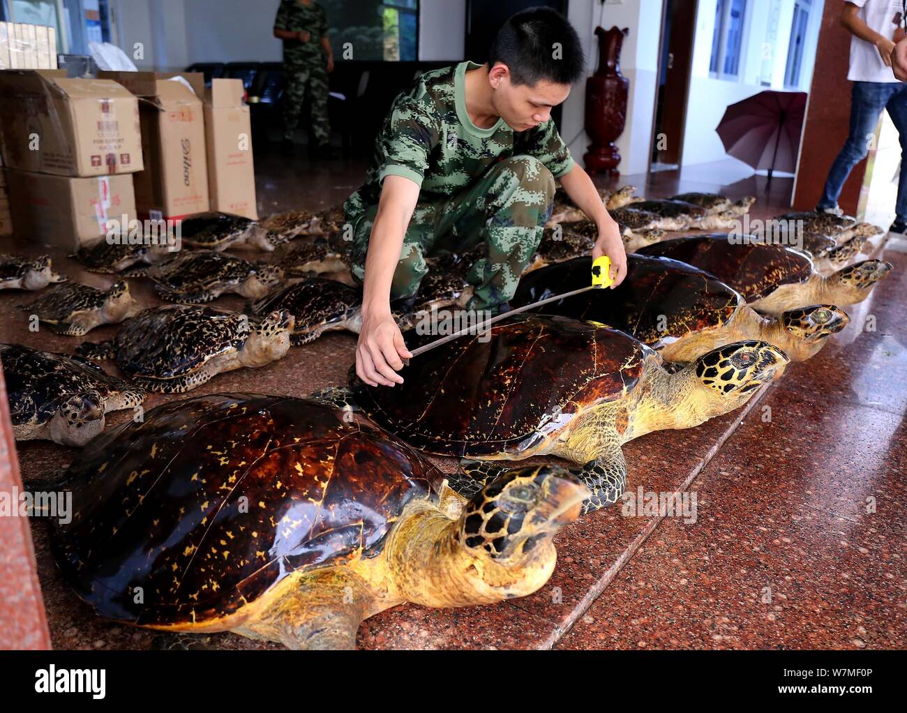 A border police officer measures a seized hawksbill sea turtle specimen ...