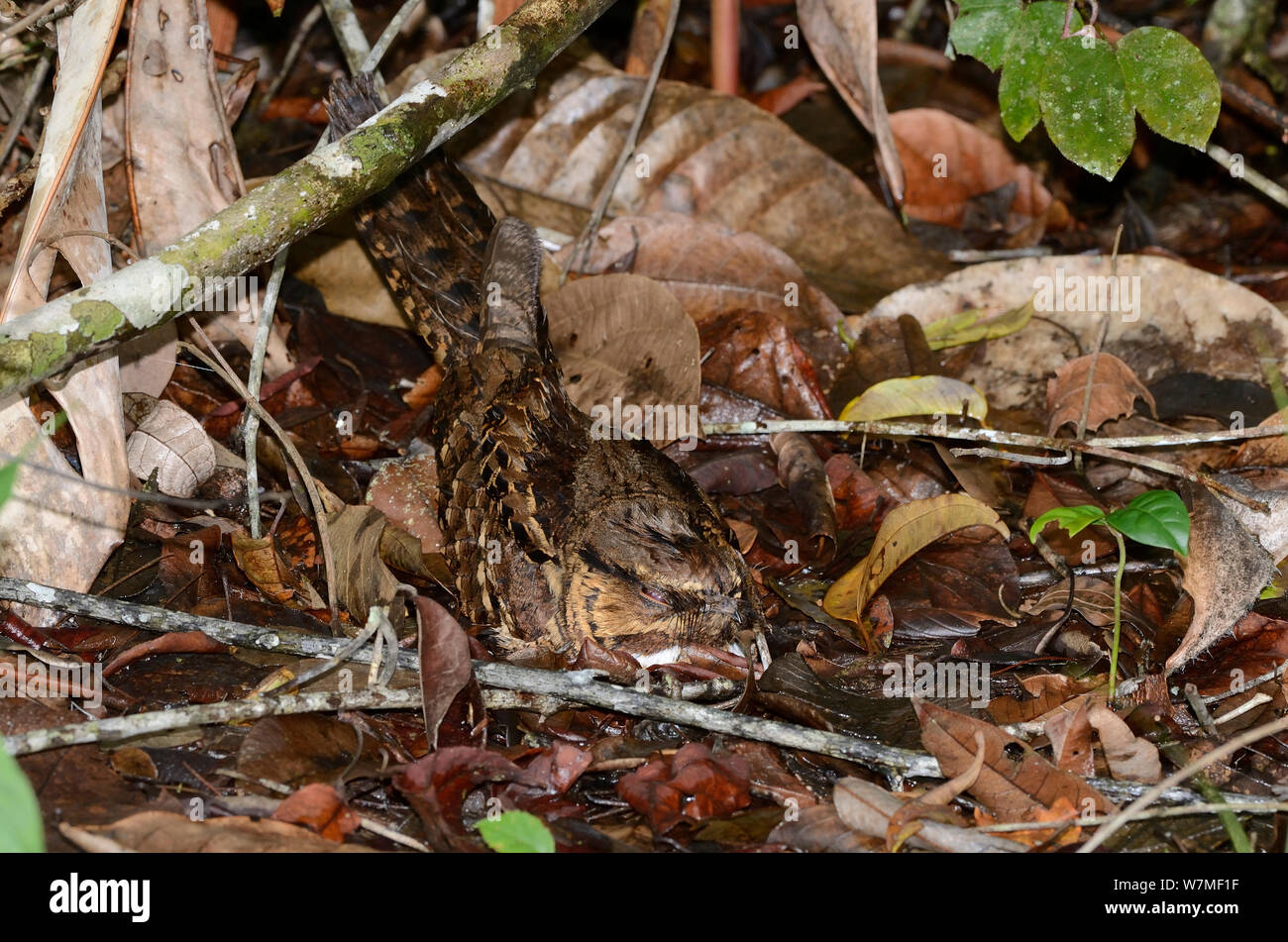 Nightjars hi-res stock photography and images - Alamy