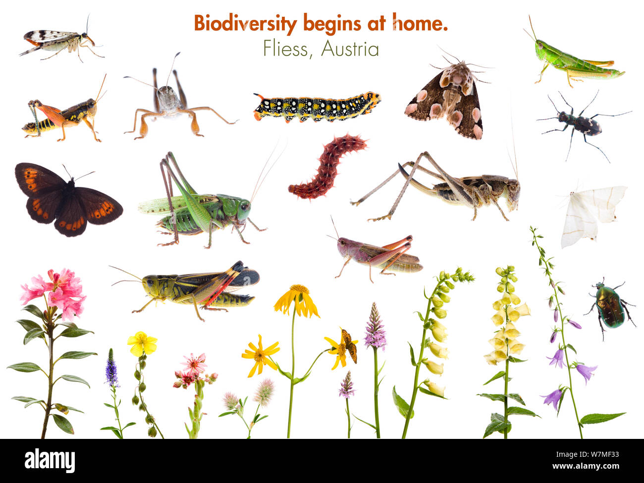 Plants and insects Cut Out Stock Images & Pictures - Alamy