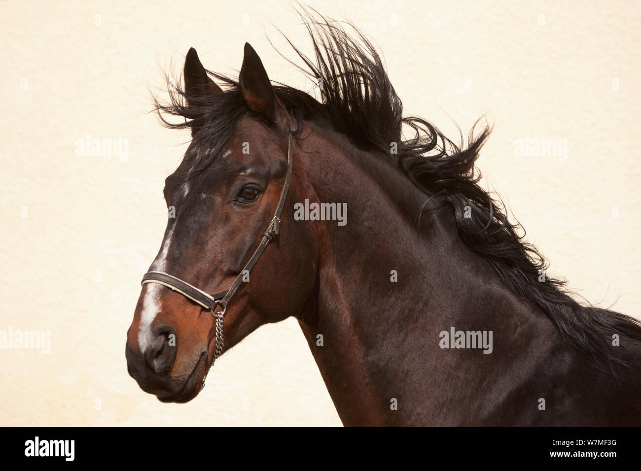 Mammals of bulgaria hi-res stock photography and images - Alamy