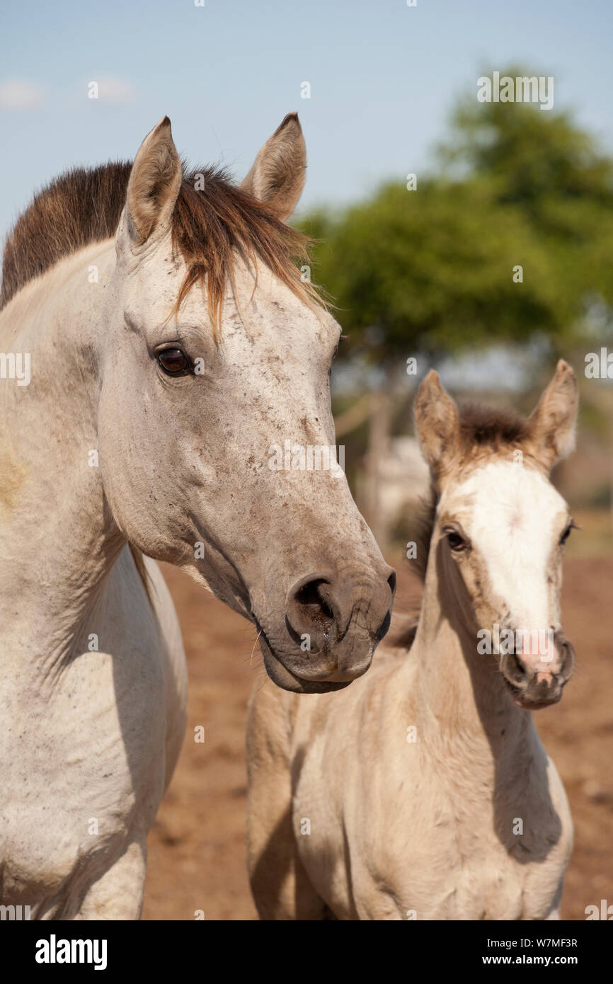 Criollo horses hi-res stock photography and images - Alamy