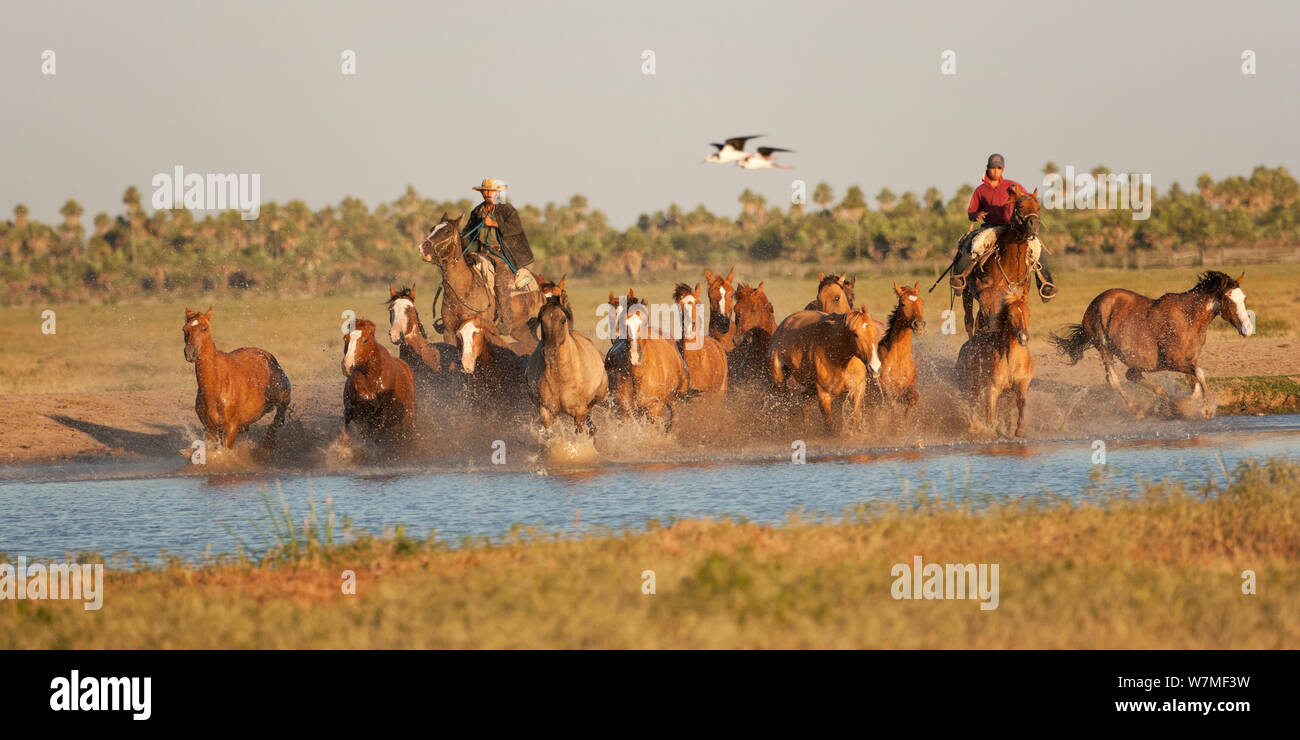 Cowboy driving horses hi-res stock photography and images - Alamy