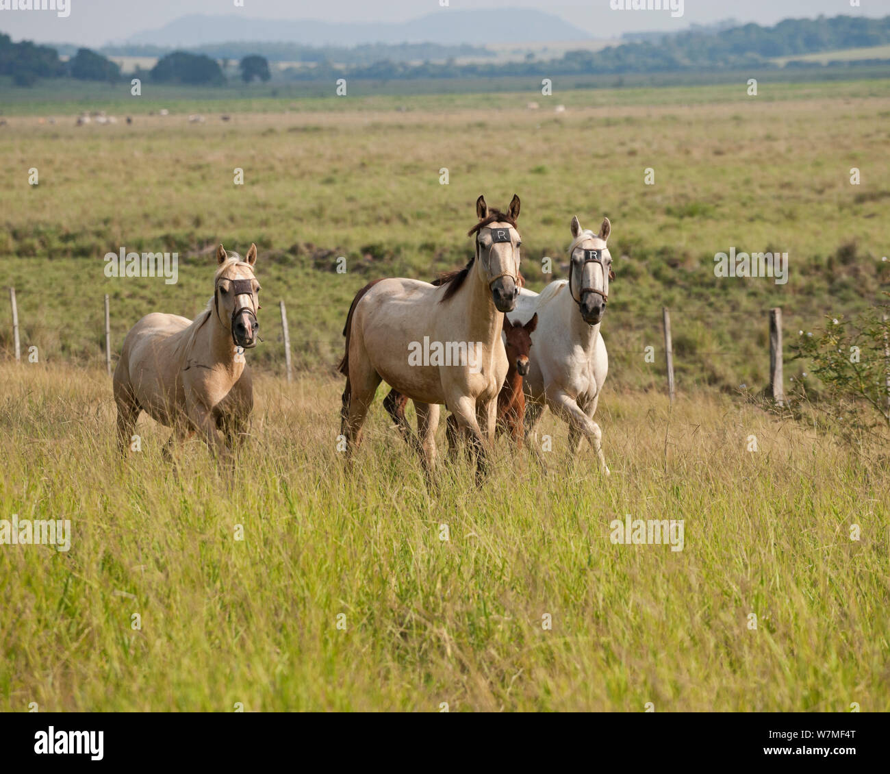 Unbroken colt hi-res stock photography and images - Alamy