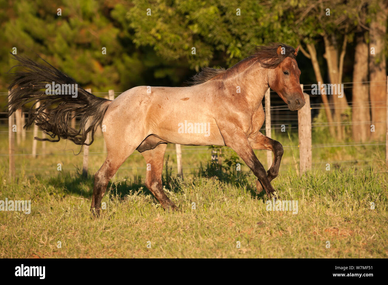 A Criollo pure pedigree stallion cantering in the field, Estancia ...