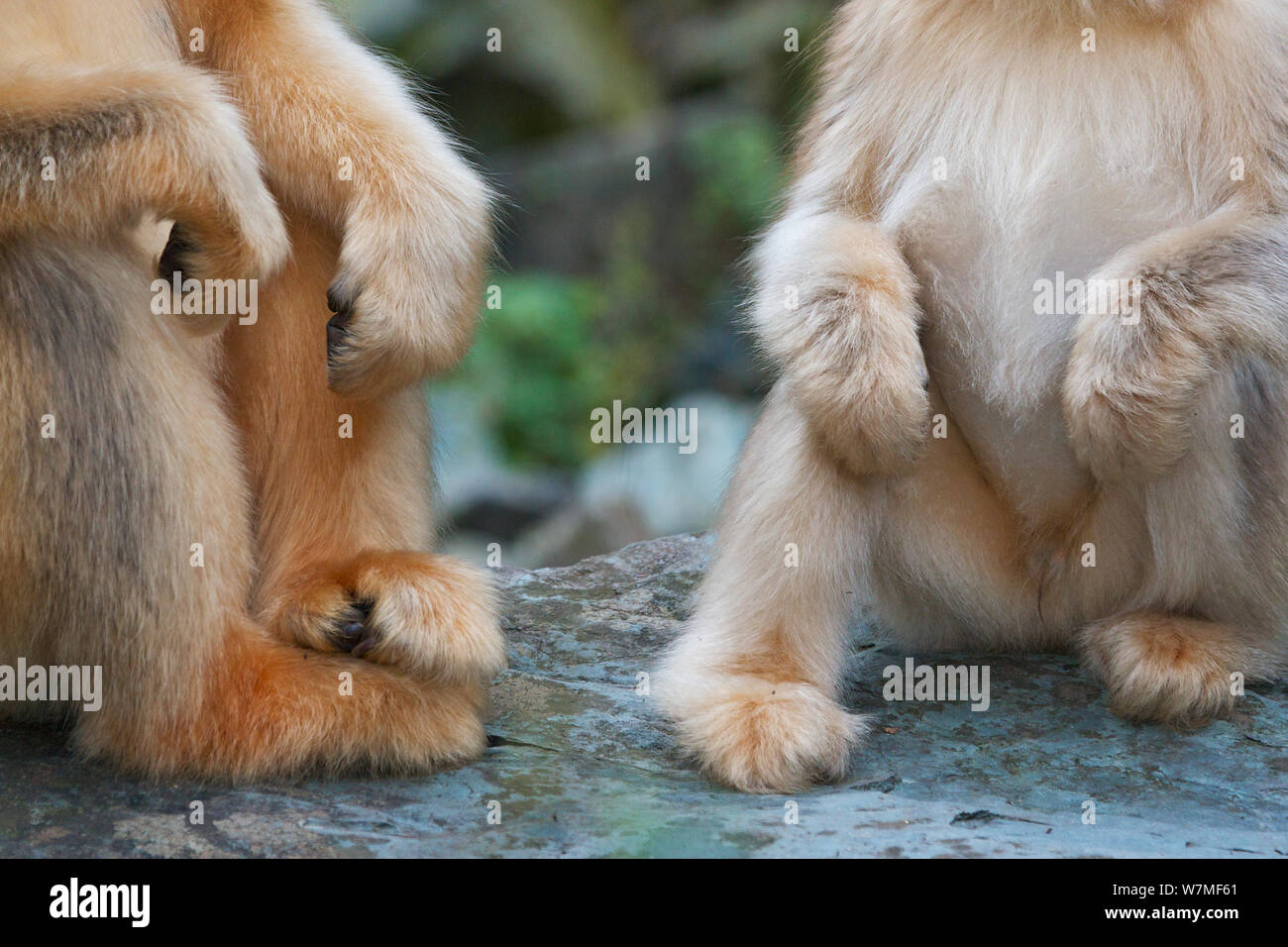 Hand like feet hi-res stock photography and images - Alamy