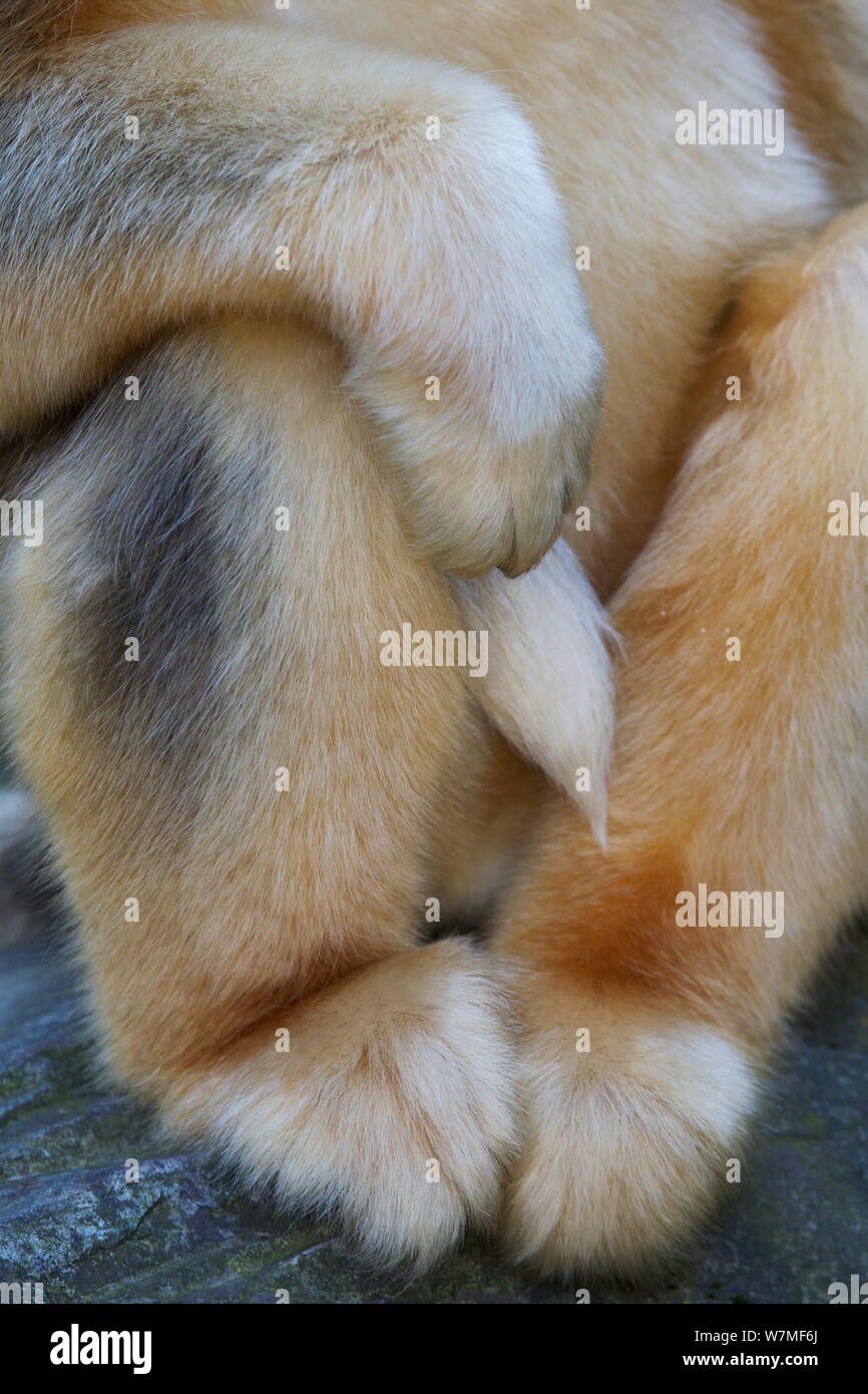 Hairy Monkey Feet High Resolution Stock Photography and Images - Alamy