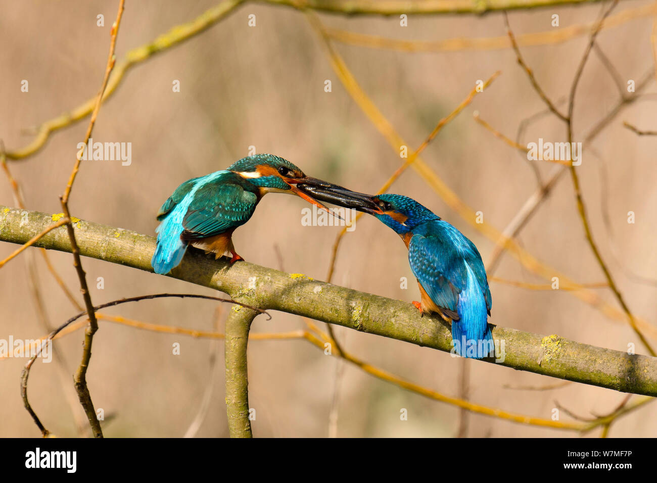 Kingfisher (Alcedo atthis) male passing fish to female early spring ...