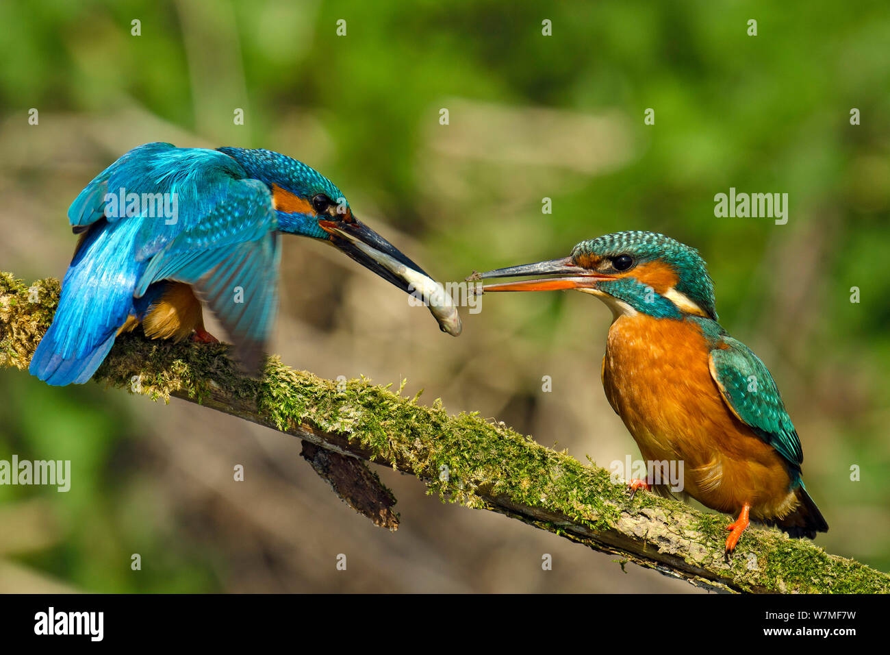 Kingfisher (Alcedo atthis) male passing fish to female spring courtship ...