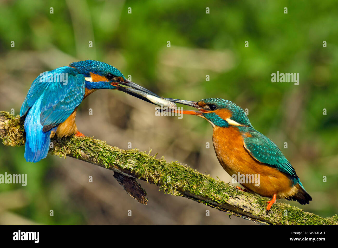 Kingfisher (Alcedo atthis) male passing fish to female spring courtship ...