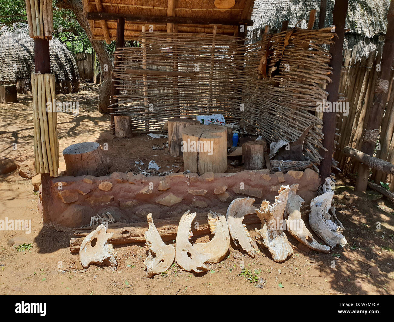 Cattle jaw bones lined up by stall at Shakaland Zulu Cultural Village ...
