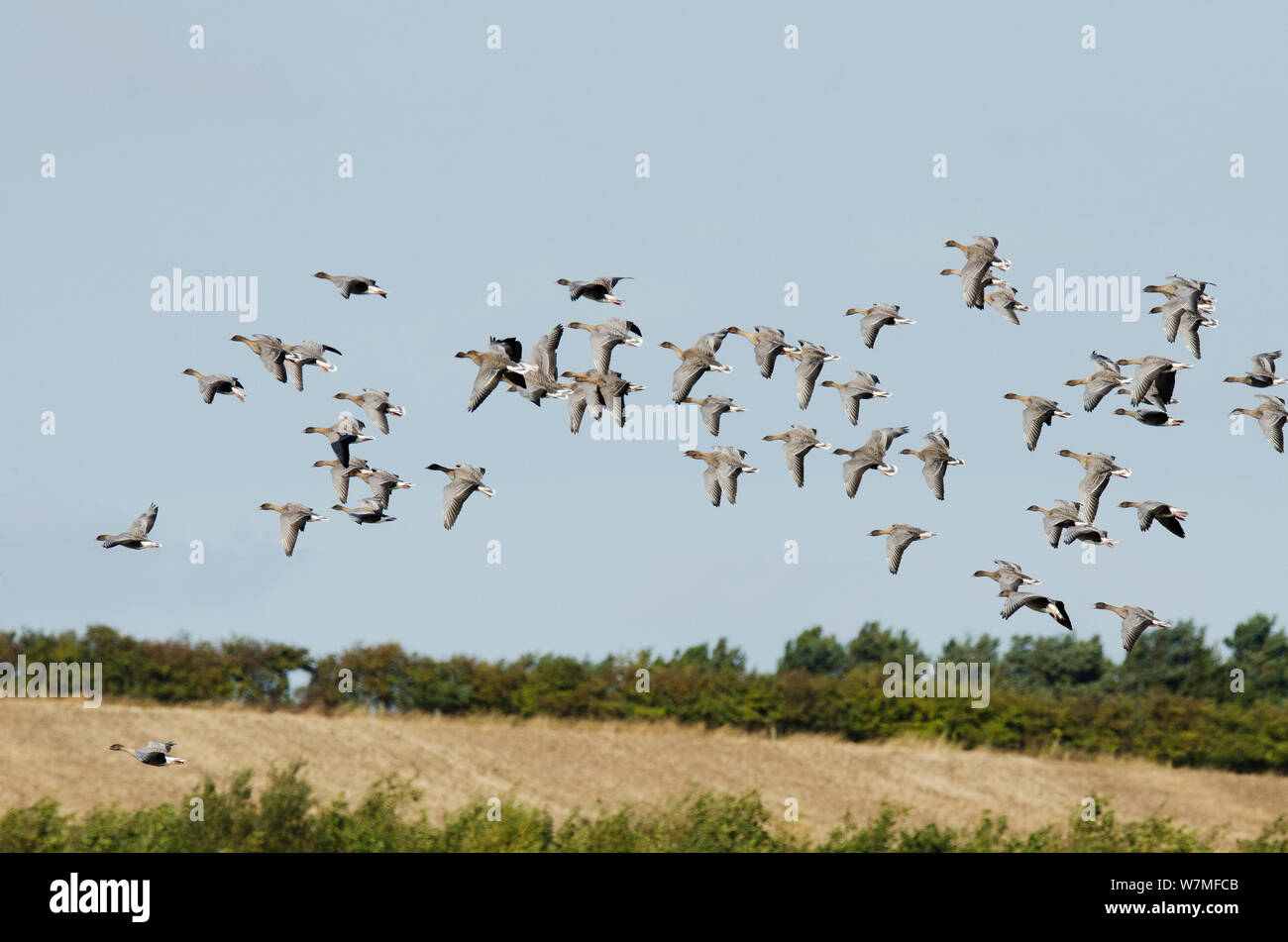 Pink-footed goose (Anser brachyrhynchus) flock flying over farmland ...
