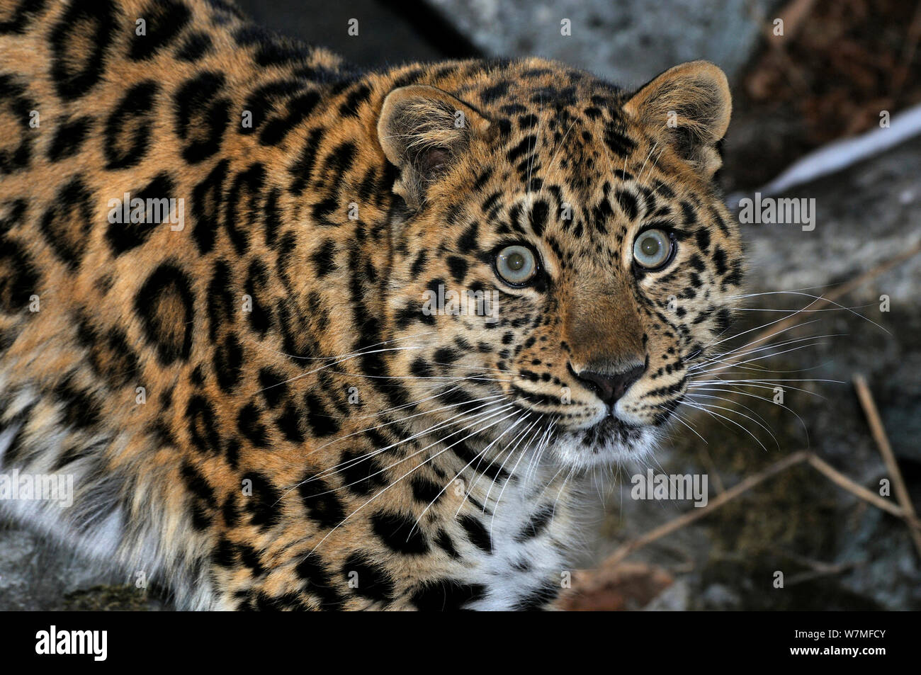 Wild female Amur leopard (Panthera pardus orientalis) looking up ...