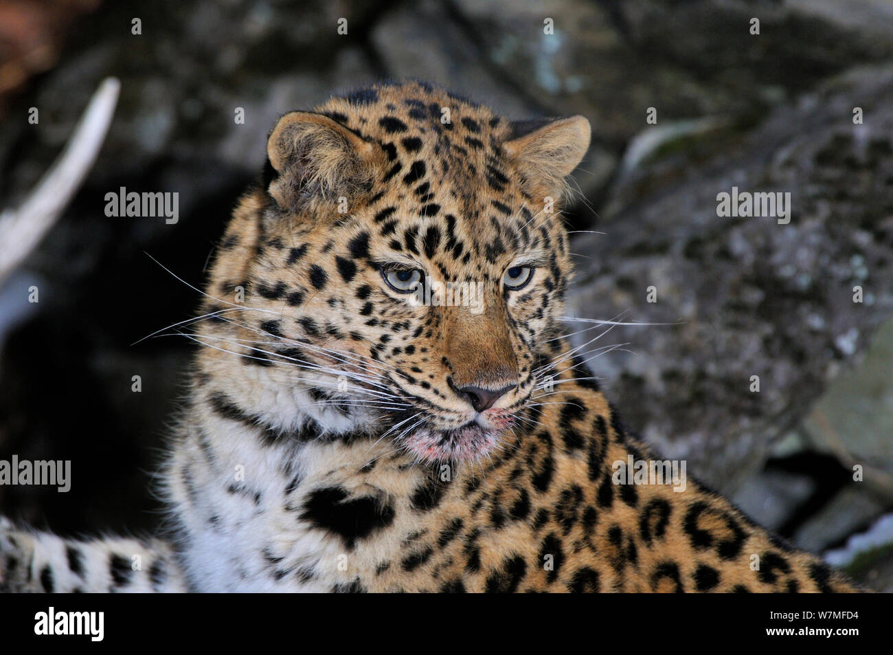 Female amur leopard hi-res stock photography and images - Alamy