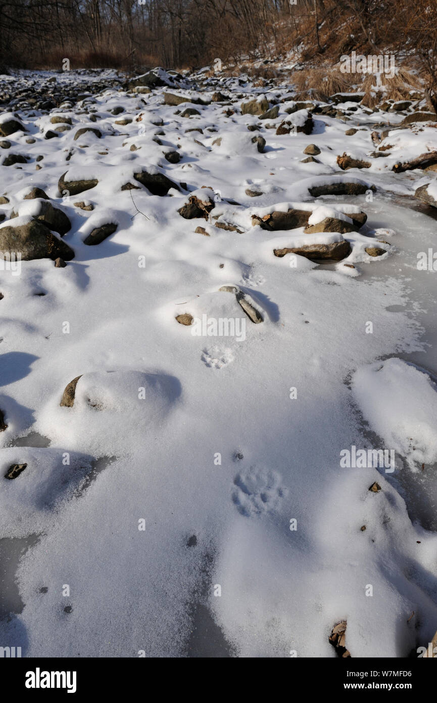 Leopards snow hi-res stock photography and images - Alamy