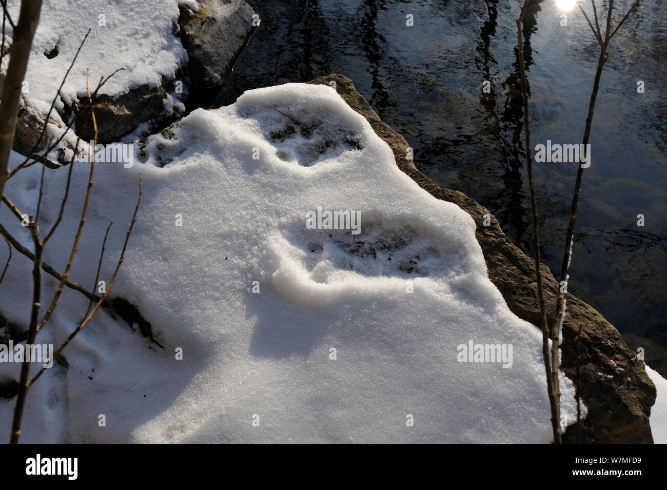 Amur leopard snow hi-res stock photography and images - Alamy