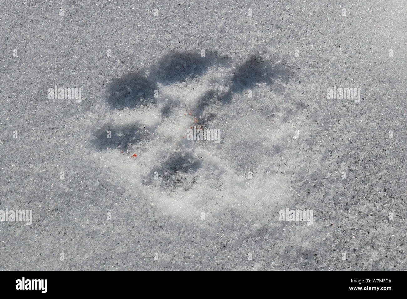 Footprints leopard hi-res stock photography and images - Alamy