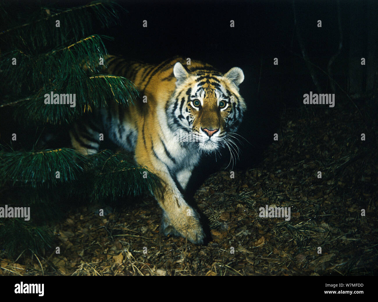 Wild Siberian / Amur tiger (Panthera tigris altaica) in woodland, near ...