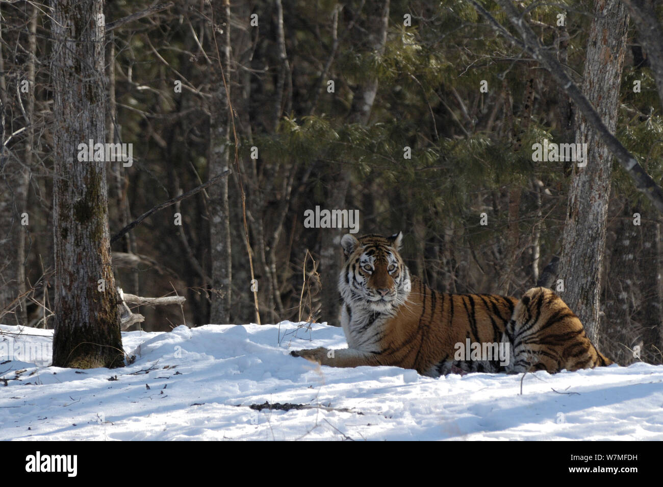 Amur tiger russia hi-res stock photography and images - Alamy